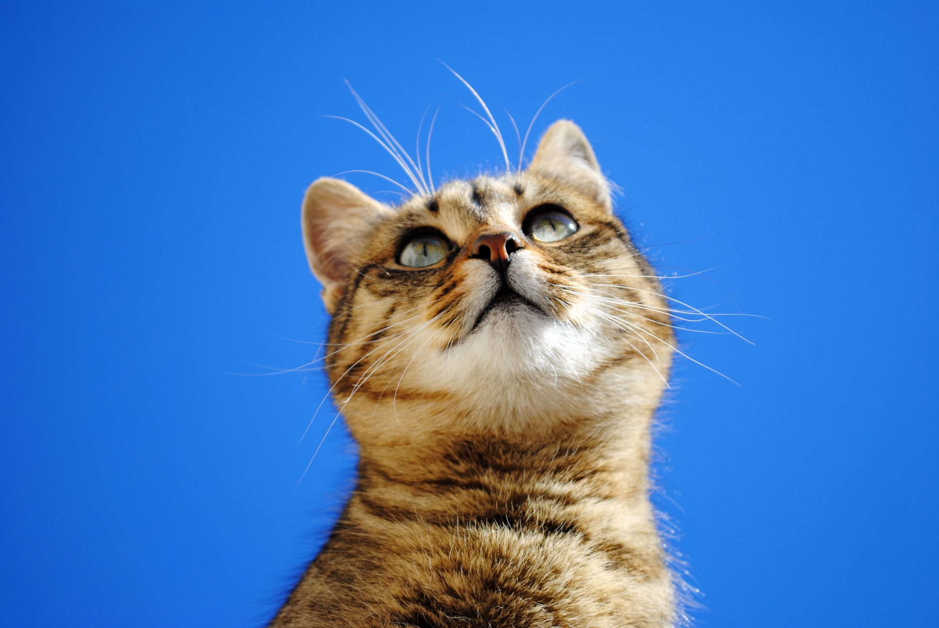 threads | Putin, Paralympics and more cats