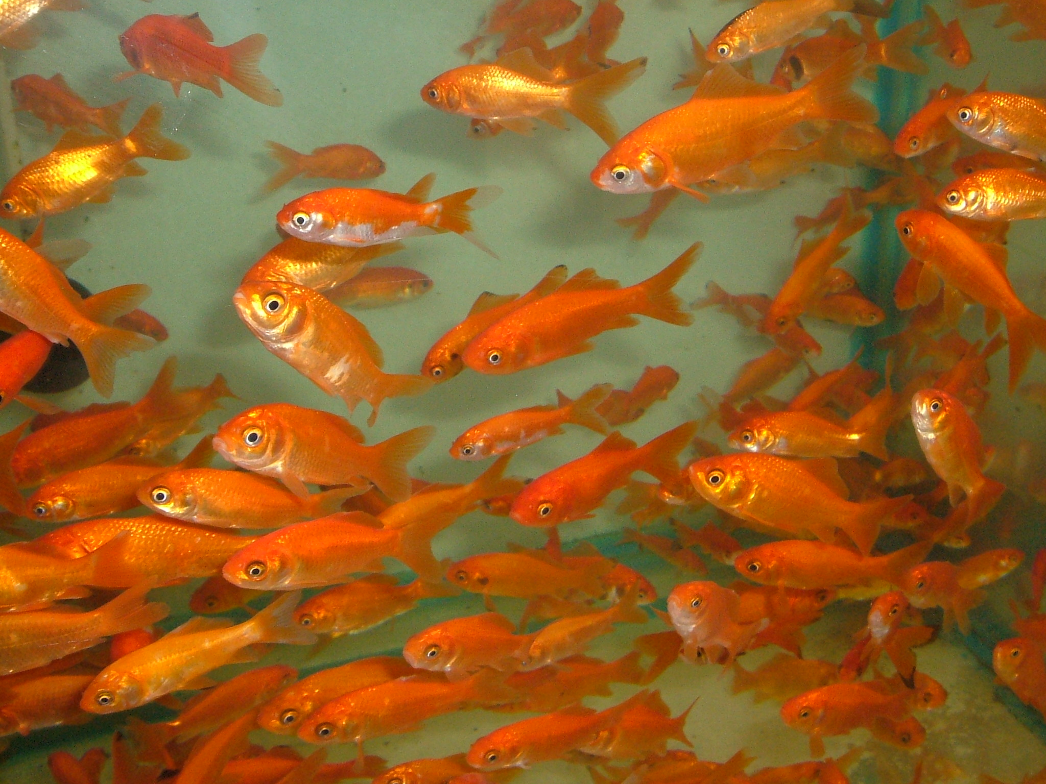 threads | Big pond, little fish